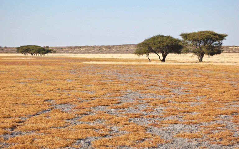 Botswana Safaris | Discover Africa