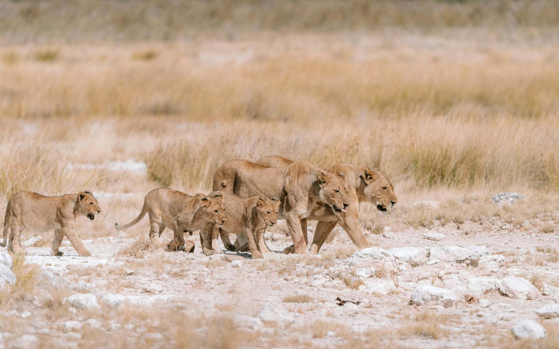 Namibia Self-Drive Safari Review – Discover Africa