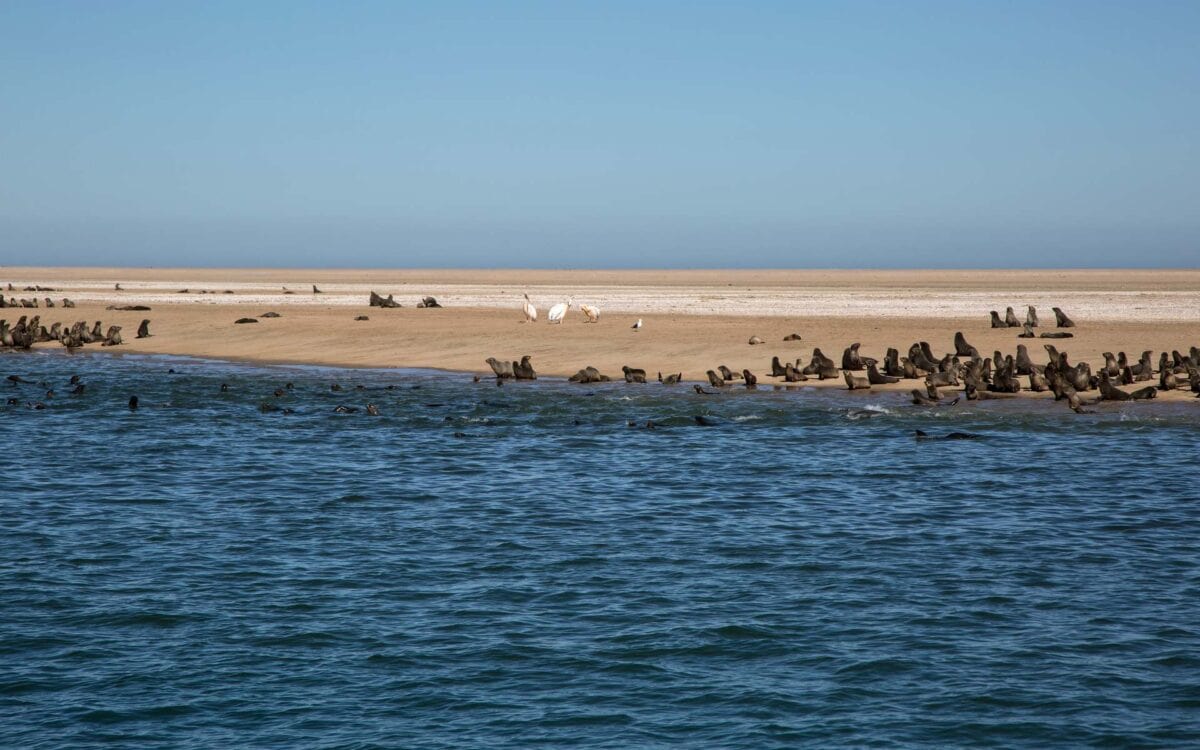 The Kings of the Beach: Namibia’s Skeleton Coast Lions – Discover Africa