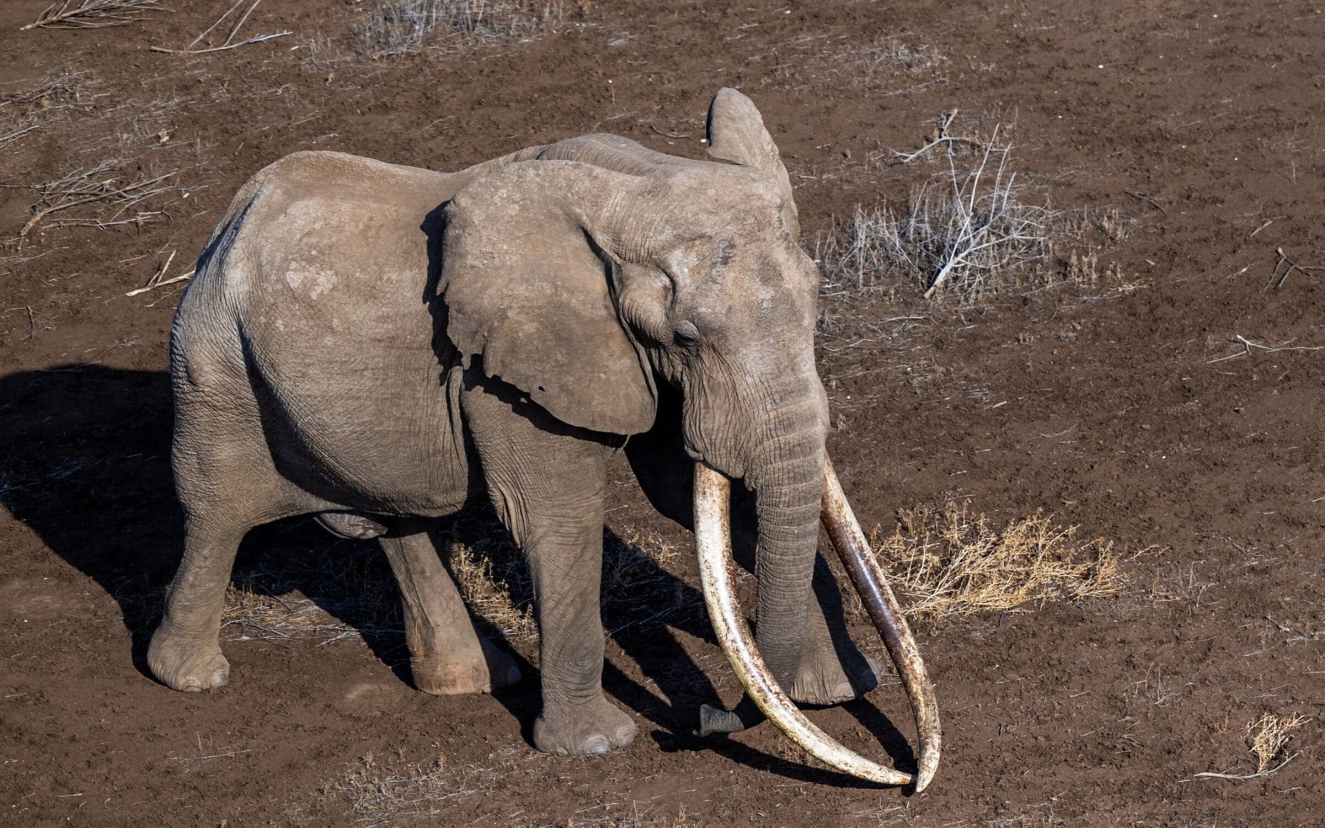 The Last of the Greats: Where to See Tusker Elephants in the Wild ...