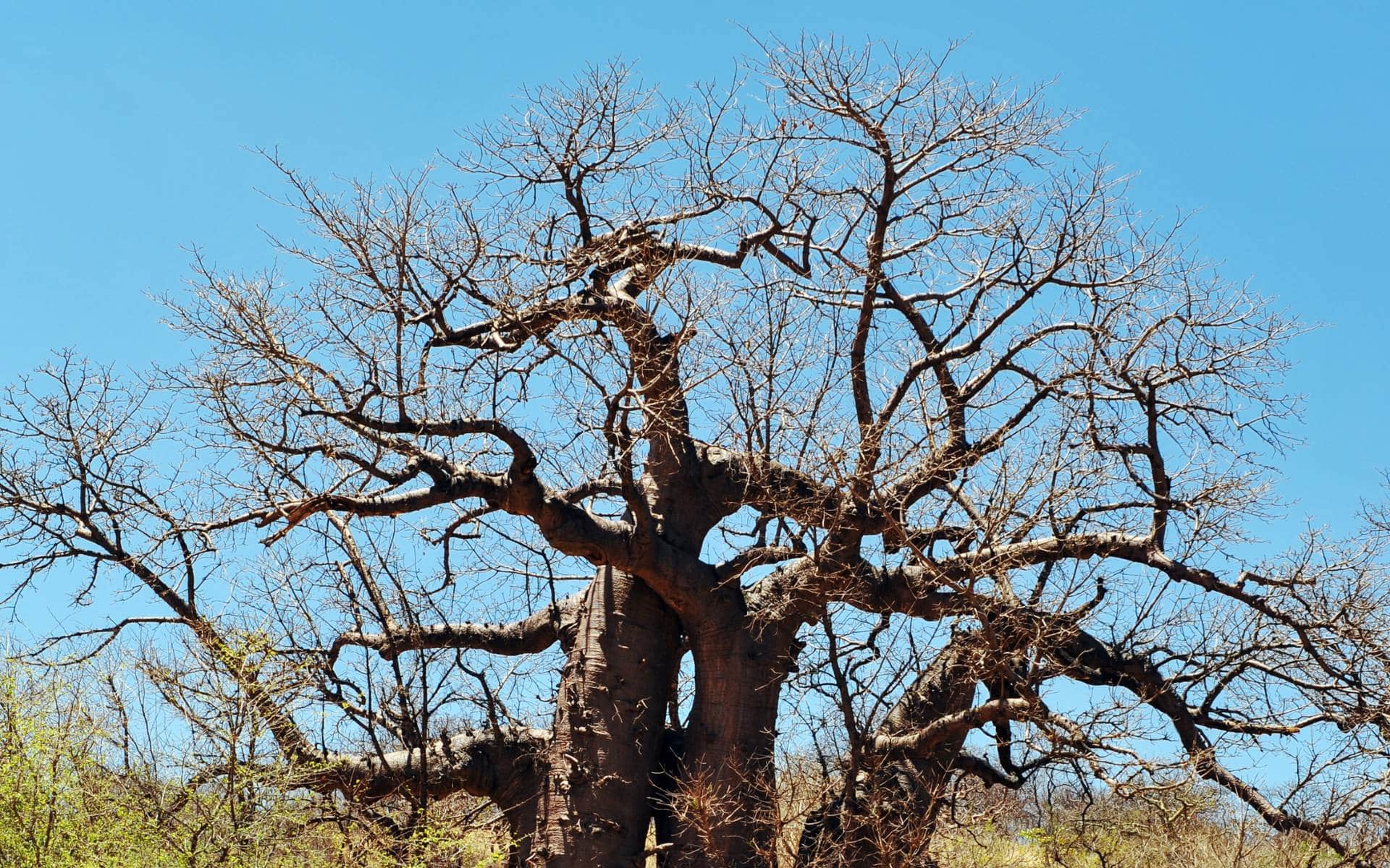 Kaokoland Safari Camp and Tours | Discover Africa