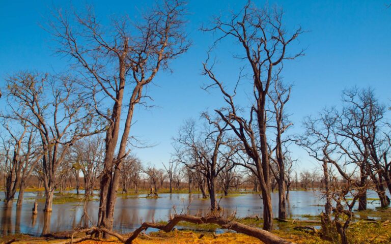 Flooding in the Okavango Delta – Discover Africa