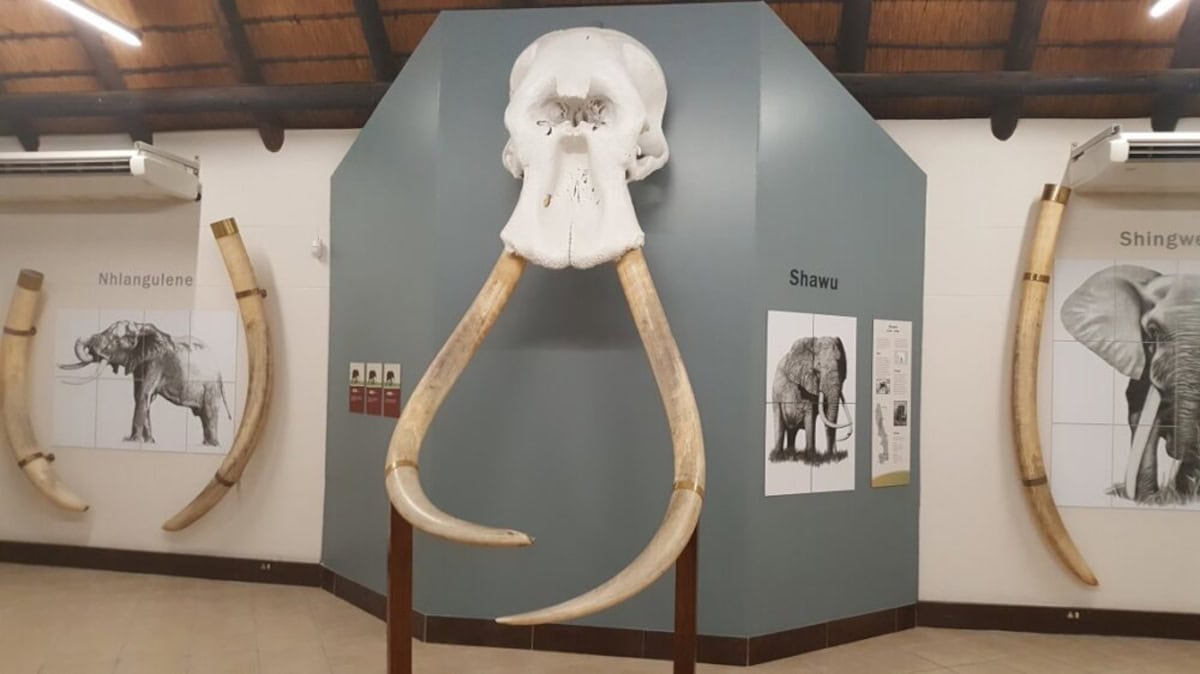 The Last of the Greats: Where to See Tusker Elephants in the Wild ...
