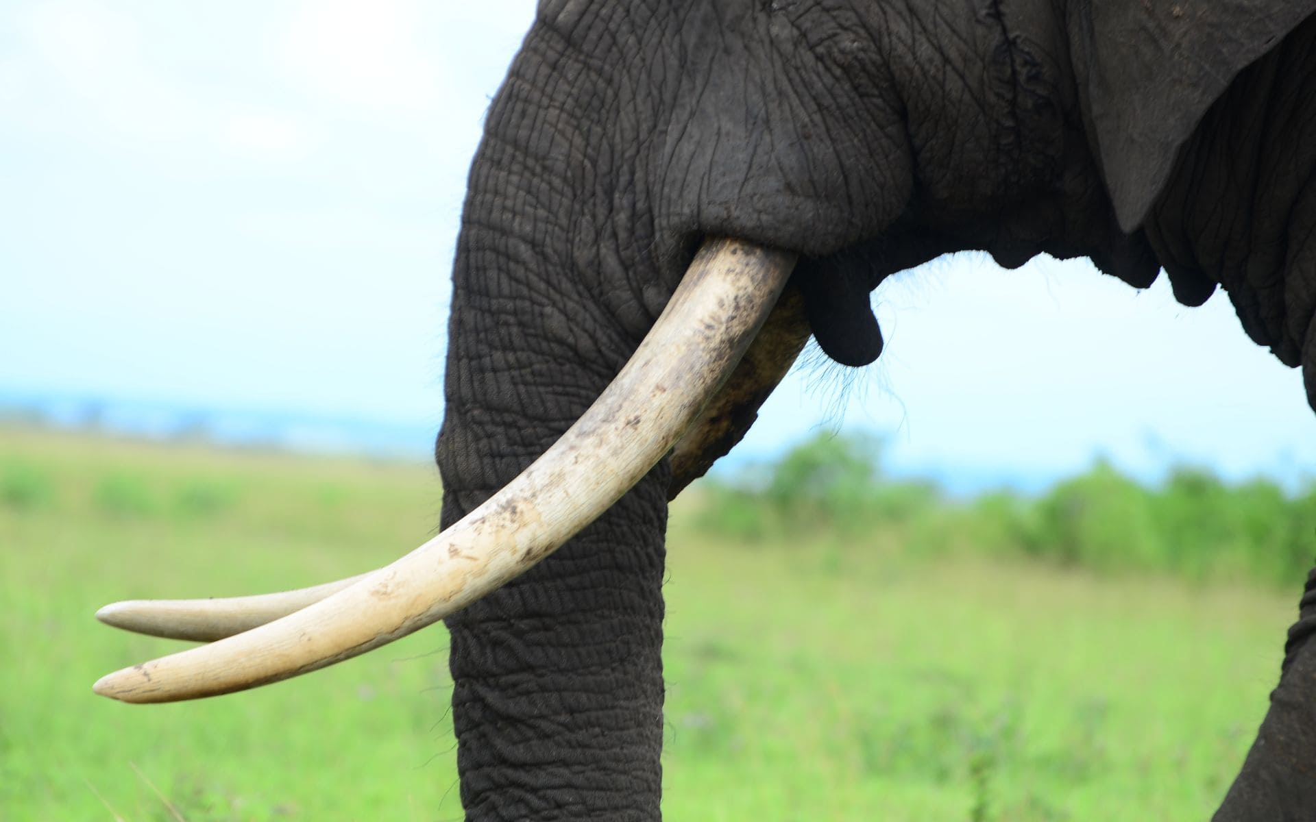 The Last of the Greats: Where to See Tusker Elephants in the Wild ...