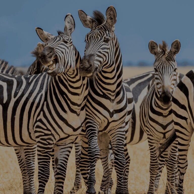 The Alexander Estate – Discover Africa