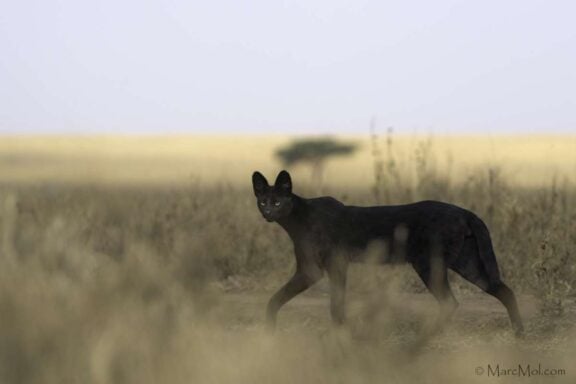 5 of Africa’s Rarest and Most Unusual Big Cats – From White Lions to ...