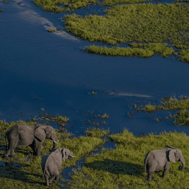 5 of the most unique plants in Kenya – Discover Africa