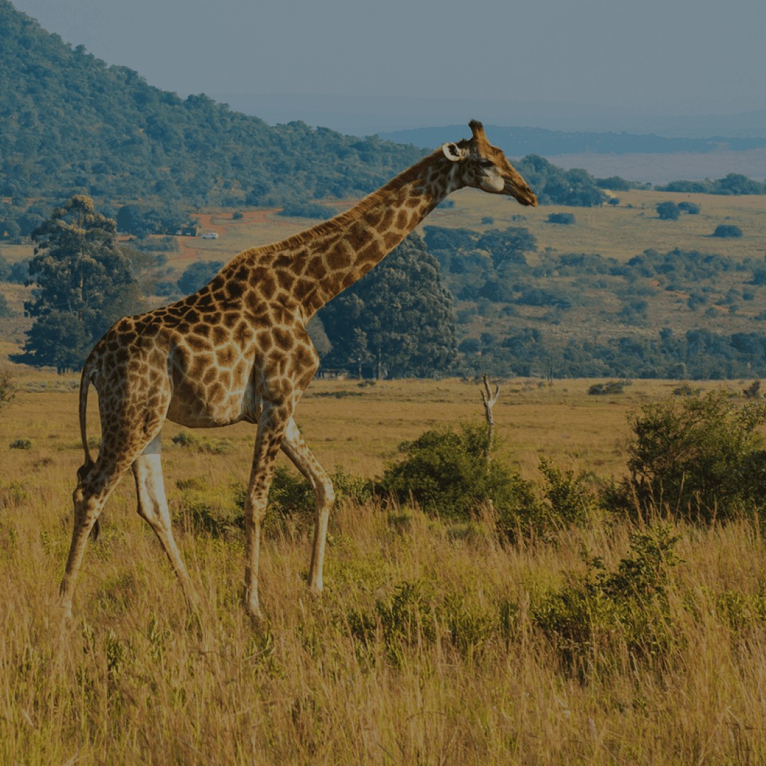 The Alexander Estate – Discover Africa