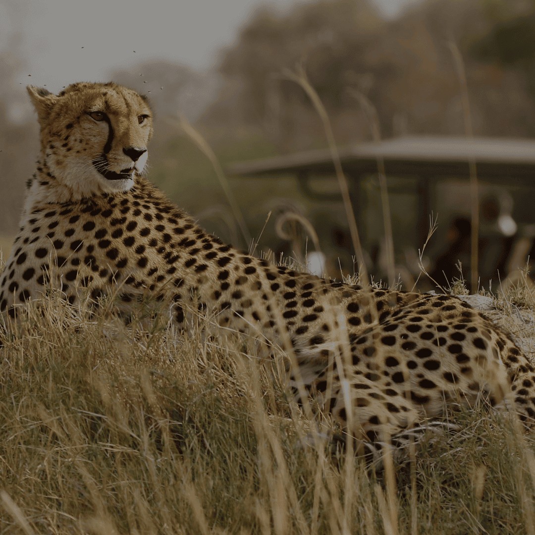 Is Botswana Safe? | Travel Advice | Discover Africa