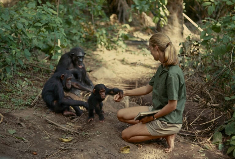 Remembering Dr Jane Goodall (1934–2025) | Discover Africa