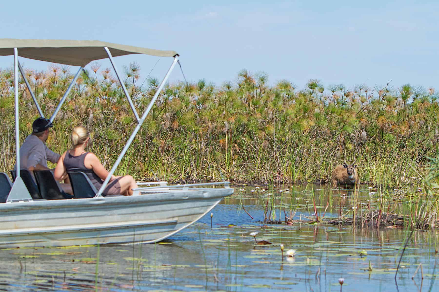 Exploring the Wildlife of Botswana's Okavango Delta by Canoe and Boat – Discover Africa