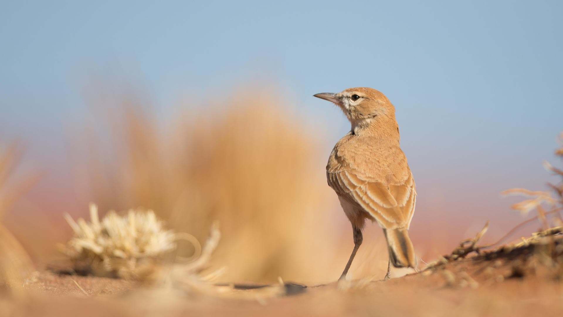 10 Birds to Spot on Safari in Namibia – Discover Africa