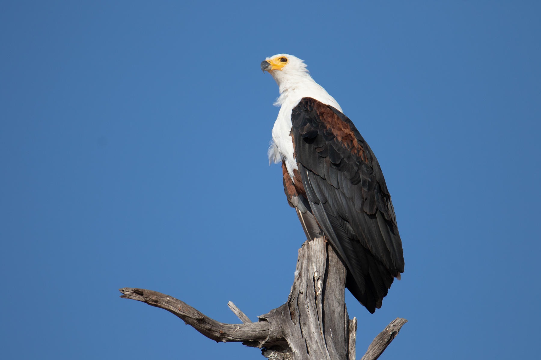 What Animals Can You Expect to See on Safari in Africa? – Discover Africa
