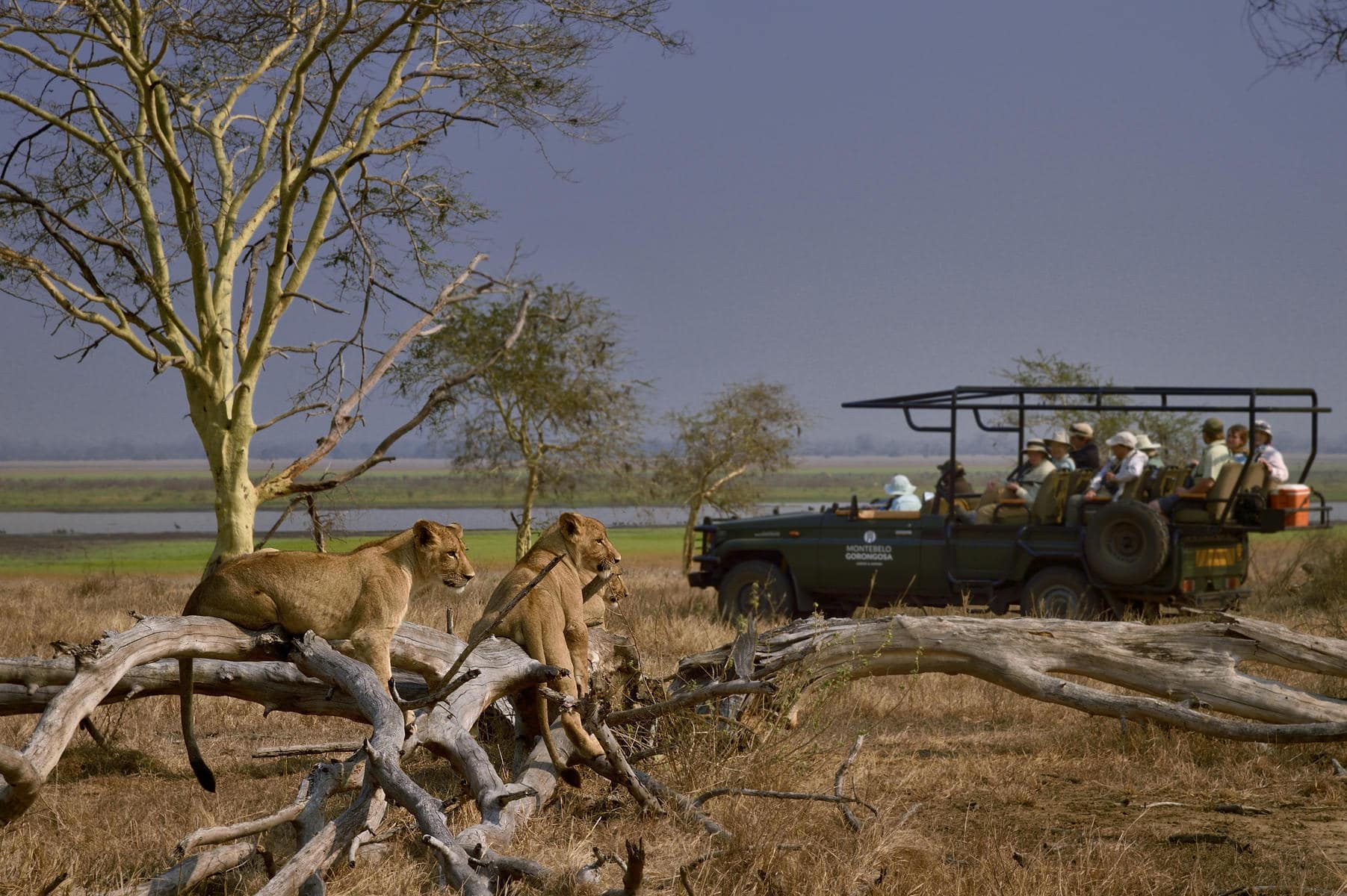 African Lion Safari - Why Don’t Lions Attack? | Discover Africa
