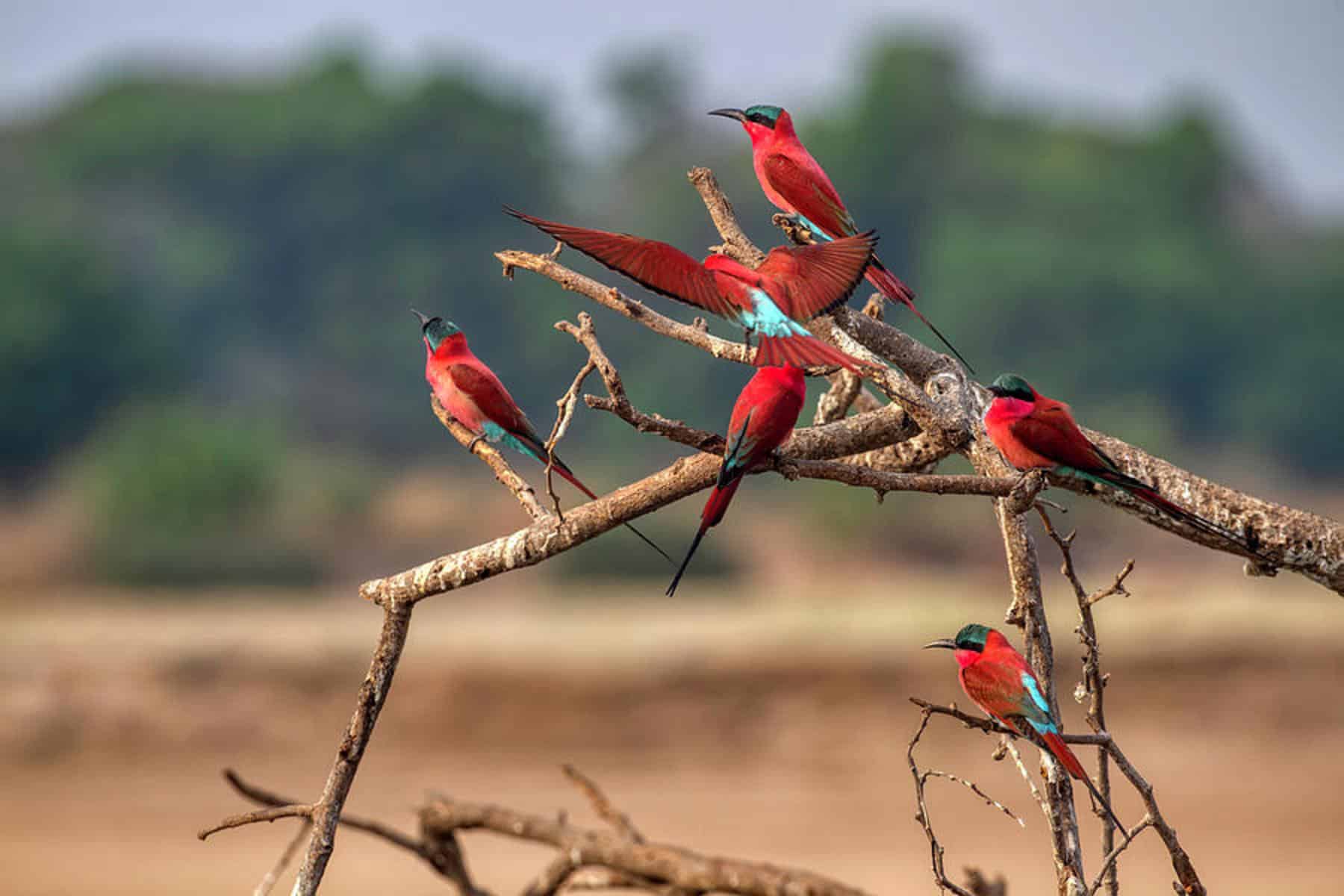10 Birds to Spot on a Safari in Zambia