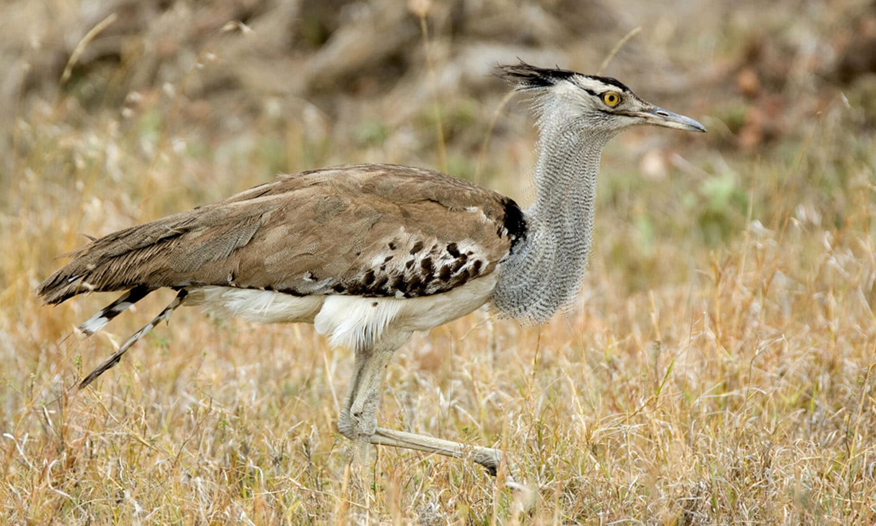 Olakira Migration Camp (Jun - Nov) – Discover Africa