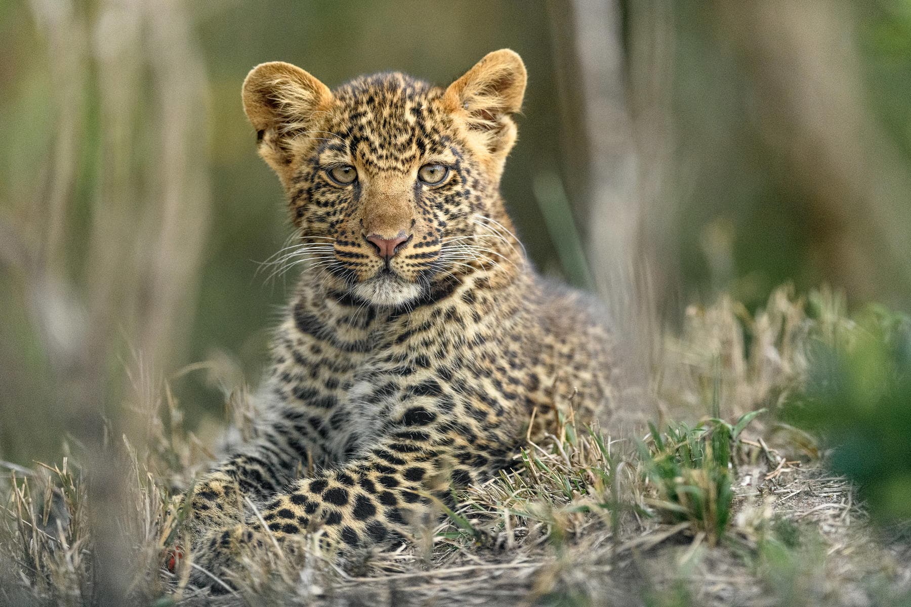 How Do African Leopards Hunt in the Dark? – Discover Africa