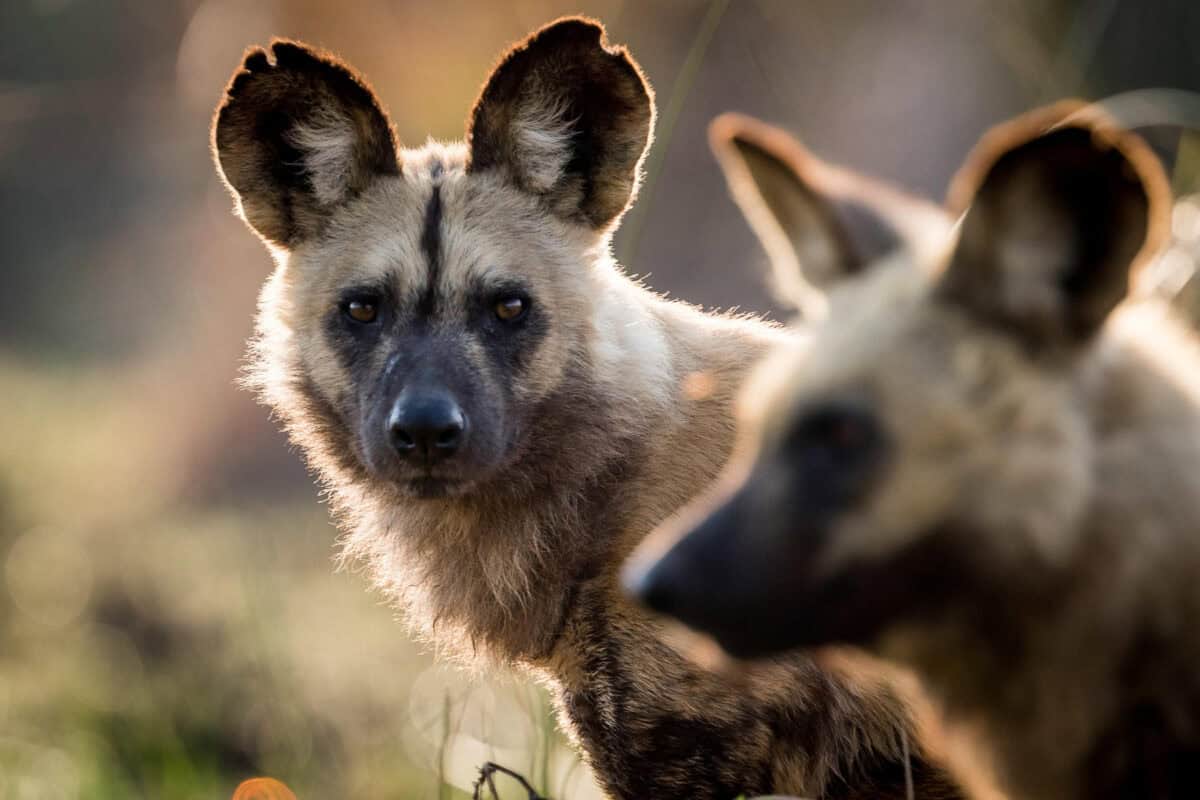 The African Wild Dog: Facts and Photos – Discover Africa